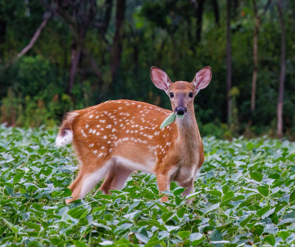 In The Field: Conversations With Our Contributors—Alice Paige | Water ...